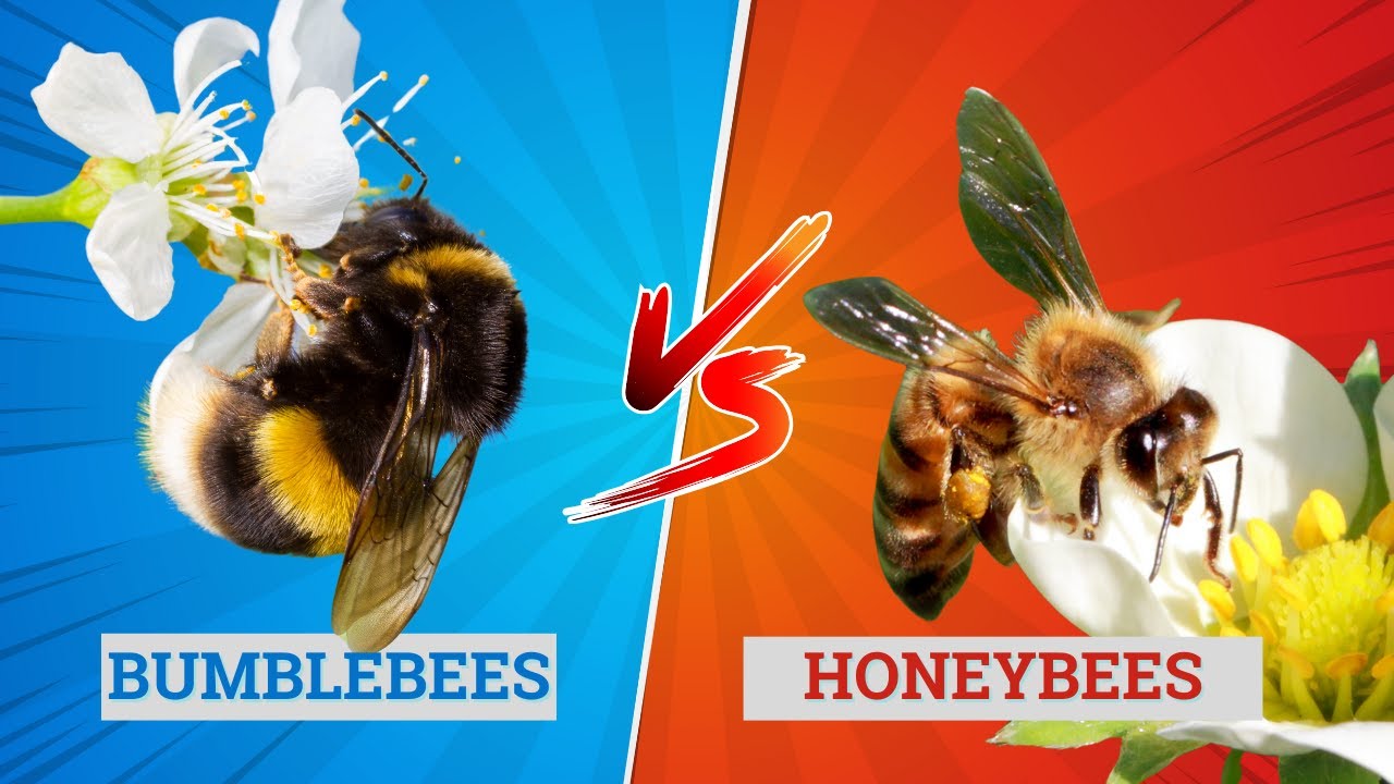 Bumblebees vs Honeybees: What Are the Differences? 🌸🐝 - YouTube