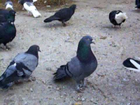 Macedonski dunek-donek-pigeon - YouTube