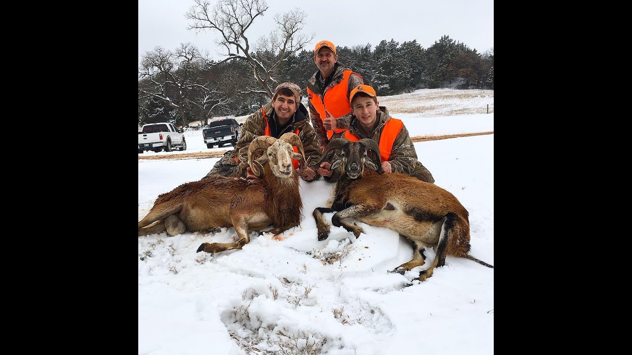 Poe Brothers Double Ram/Hog at No Mercy Hunts - YouTube