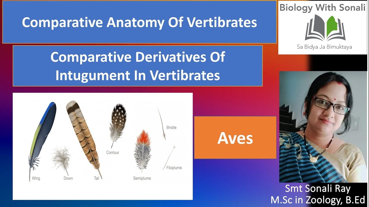 Comparative Derivatives Of Integument In Vertibrates || Aves # ...
