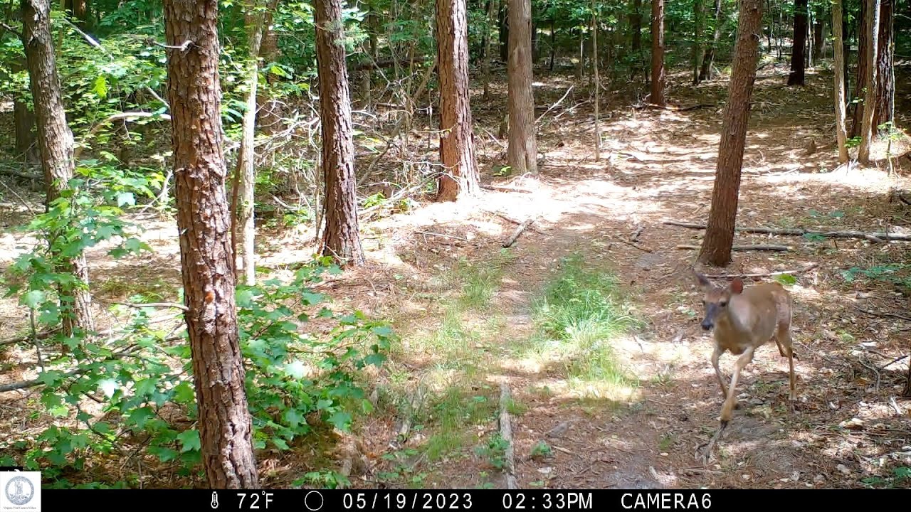 Lots of deer. Feral cats? Crows again. Enjoy! - YouTube