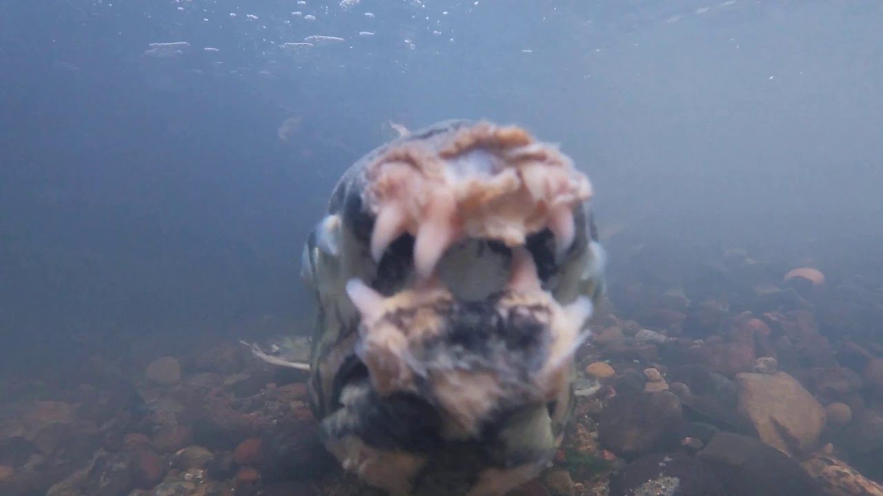 Chum salmon spawning - YouTube