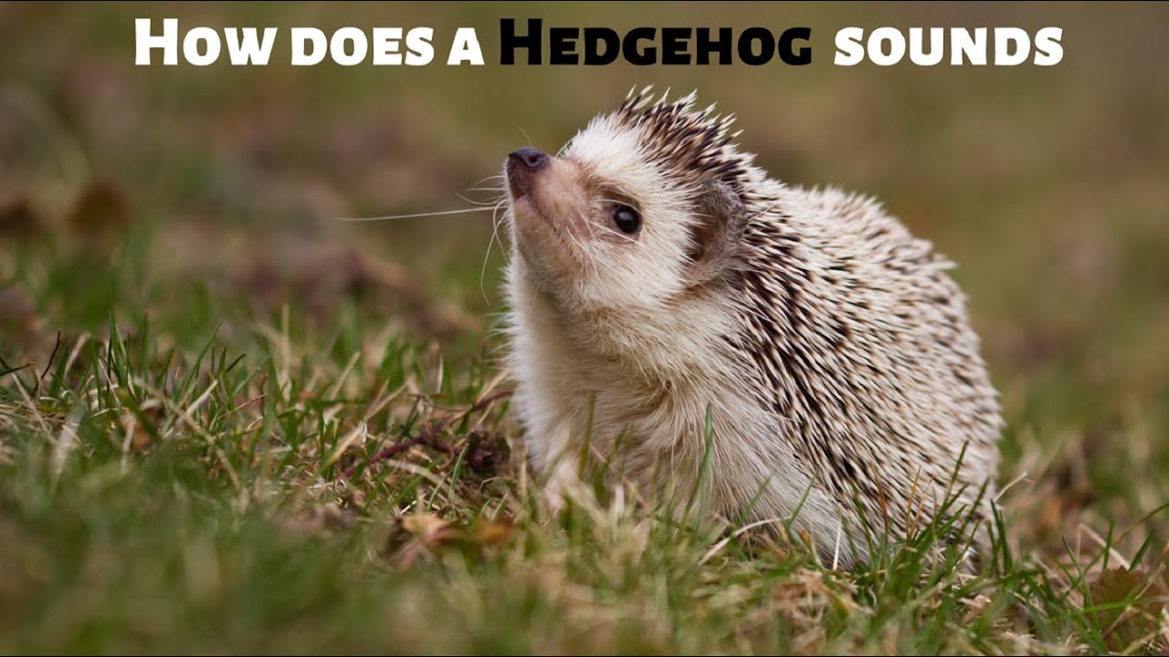 🦔 How does a Hedgehog sounds 🦔 - YouTube
