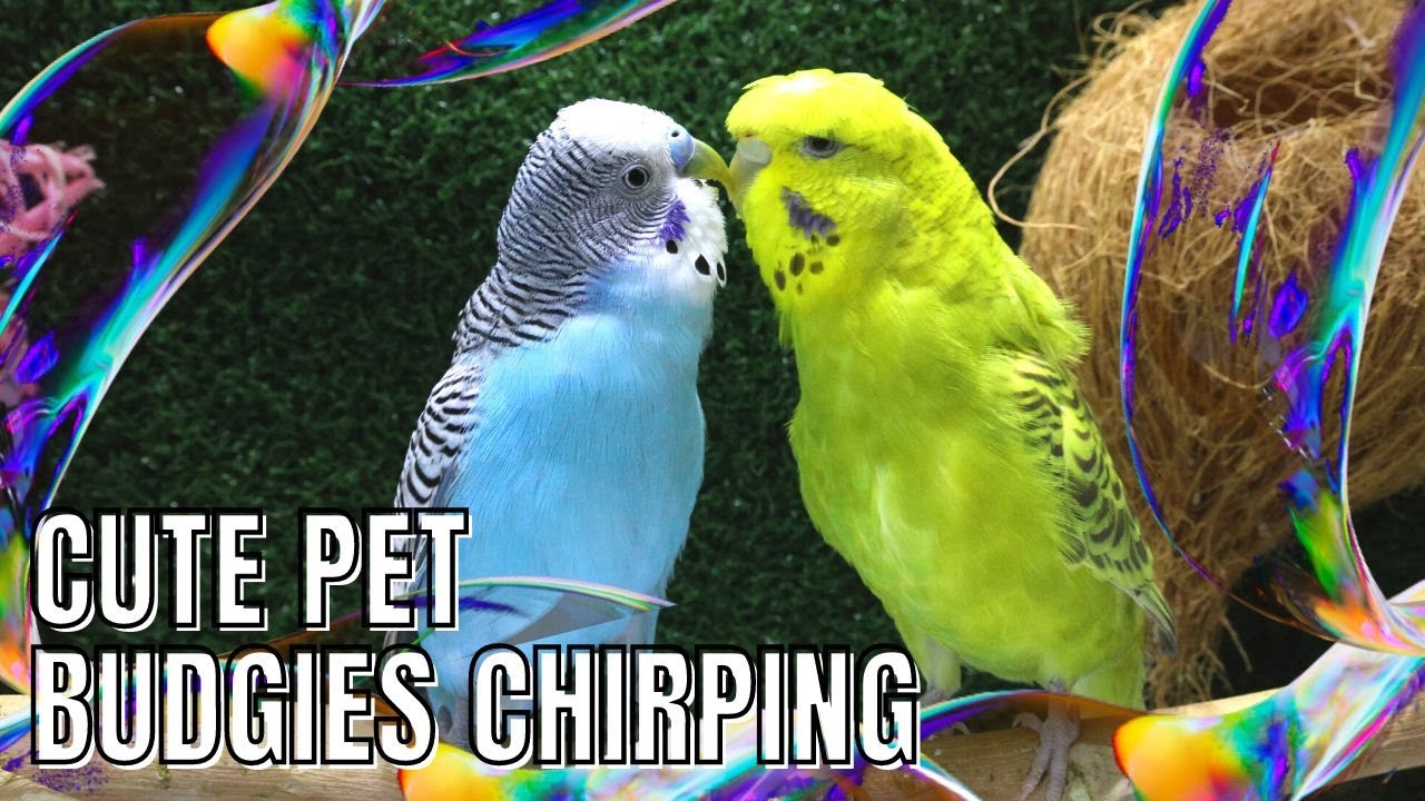 CUTE PET BUDGIES CHIRPING #birdsounds #budgies #parakeet #cute #pets # ...