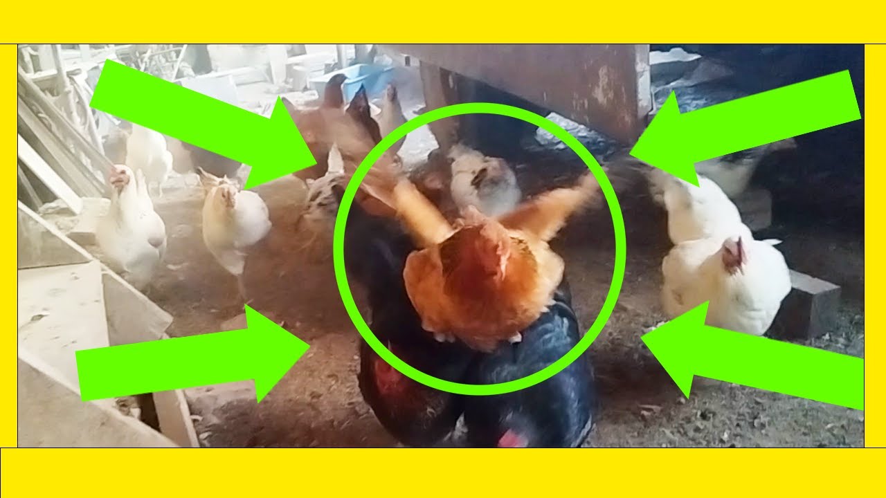 Basic Chickens | Funny Chicken Video - YouTube