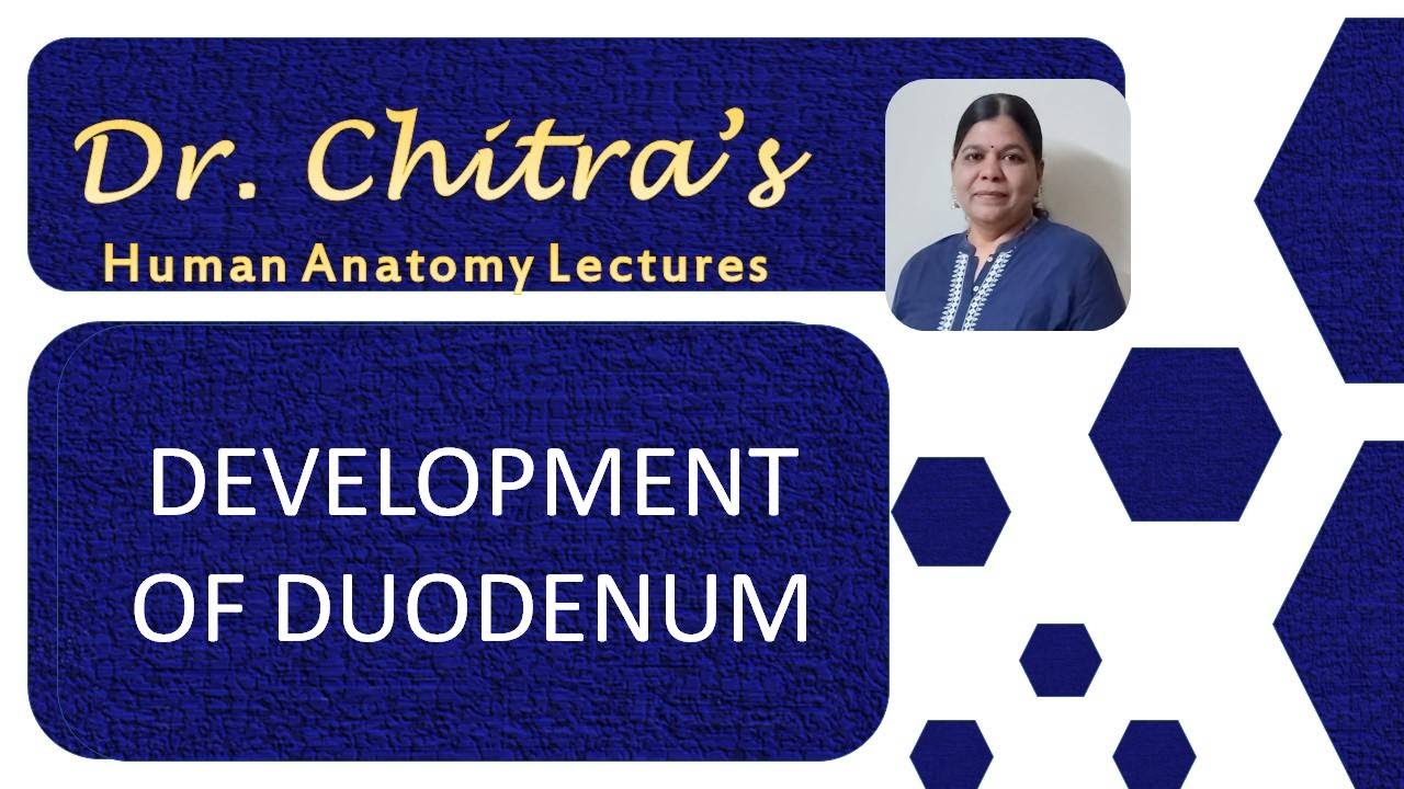 DEVELOPMENT OF DUODENUM - YouTube