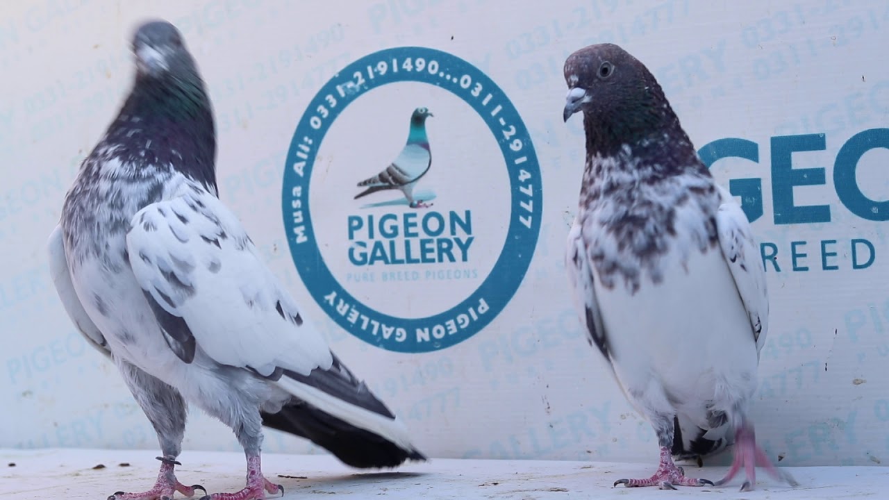 Iraqi Breed by pigeon gallery - YouTube