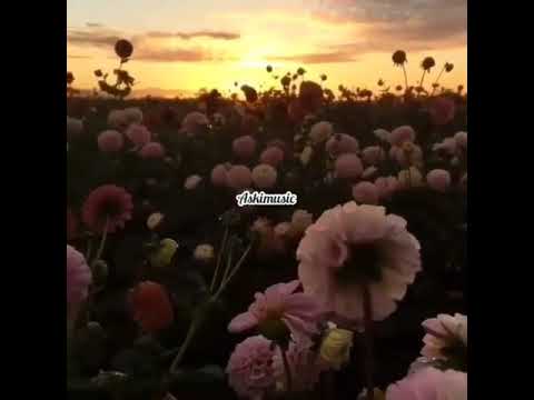 Toygar Isikli-kalbimdeki sanci