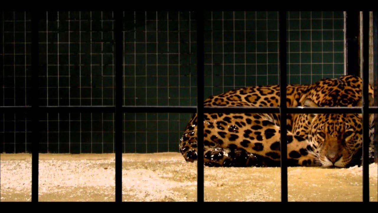 Rainer Maria Rilke "Der Panther" - Schné Ensemble - YouTube