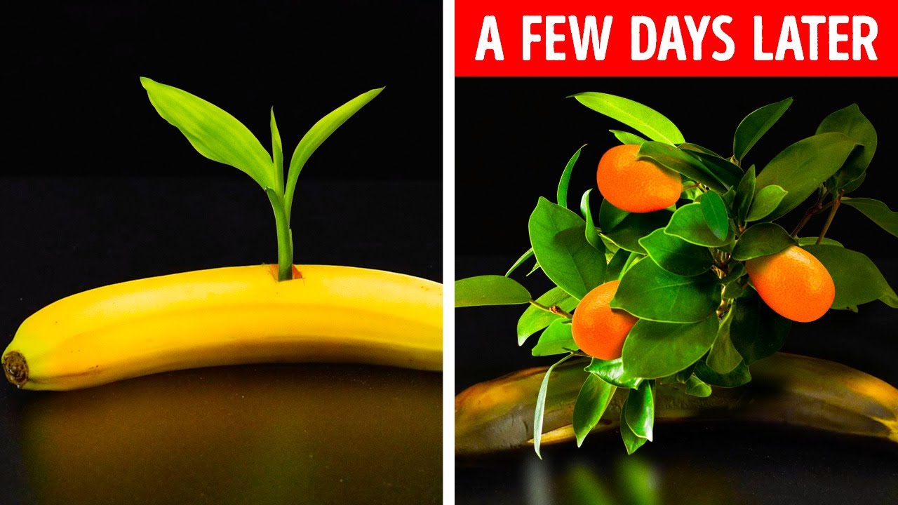 EASY GARDENING HACKS TO MAKE YOUR PLANTS LUSH || Plant Hacks for Real ...