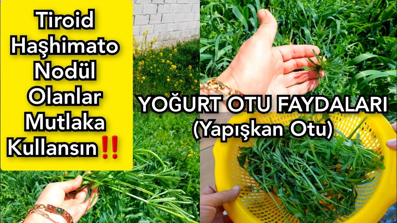 YOĞURT OTU(yapışkan otu)Faydaları-Yogurt otu nasıl kullanılır ️ # ...