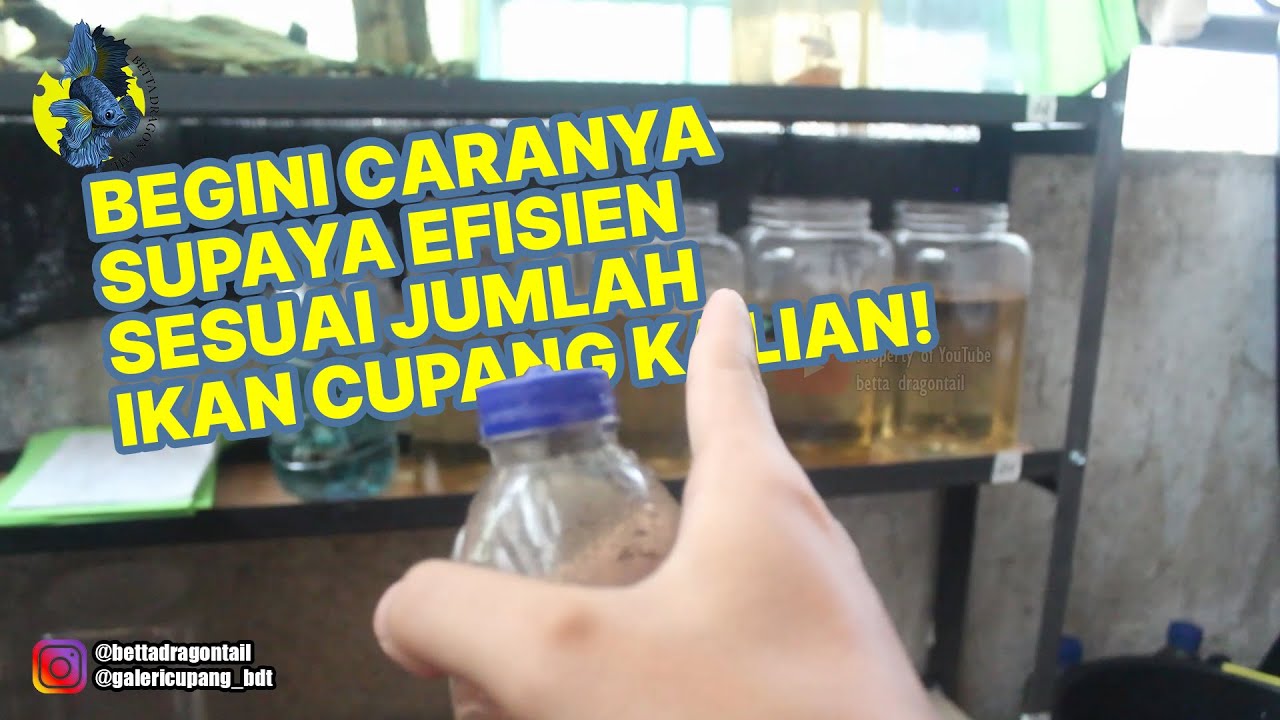 CARA KASIH MAKAN IKAN CUPANG PAKAI ENCU/JENTIK NYAMUK - YouTube