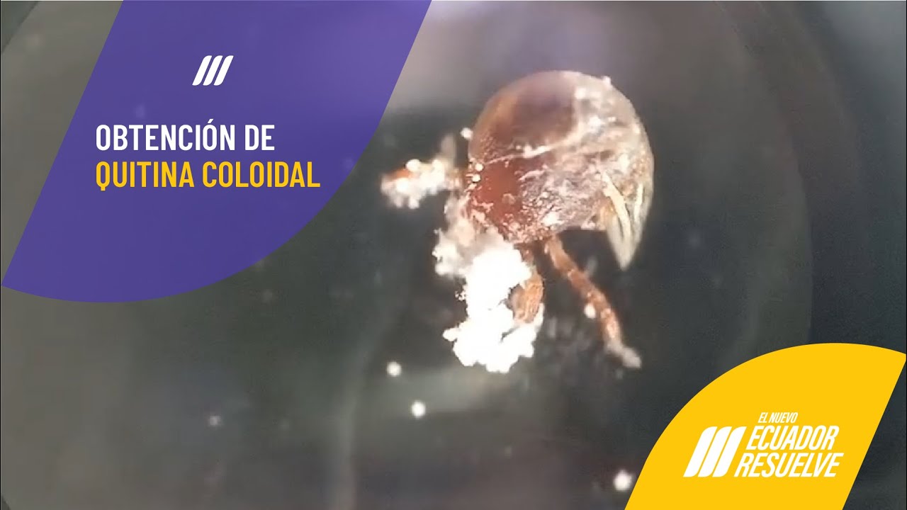 Beneficio del uso de la Quitina coloidal | Control eficaz de plagas 🐜 ...
