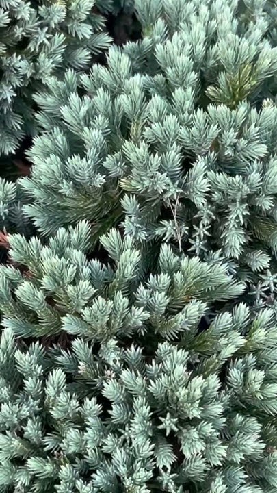 Почвопокровник карликовый можжевельник. Juniper Blue star. Классная ...