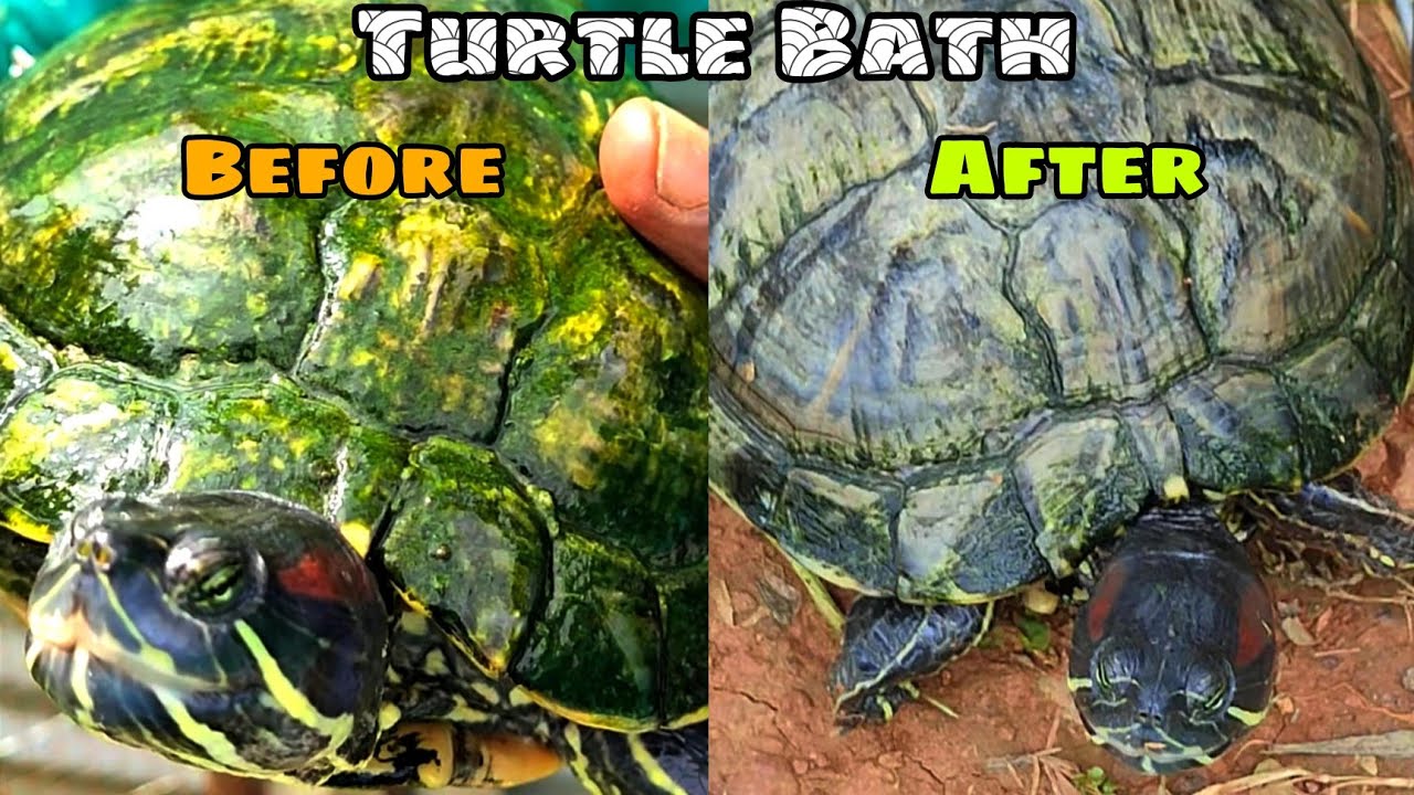 Cleaning Turtle's Shell🐢 - YouTube