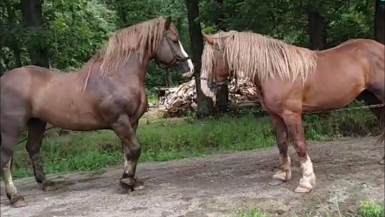 SPOILI DVA MLADA SILNA PASTUHA - YouTube