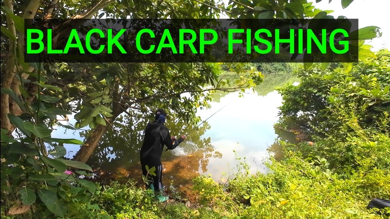 Best hook black carp fishing bait || Carp fishing tips and techniques ...
