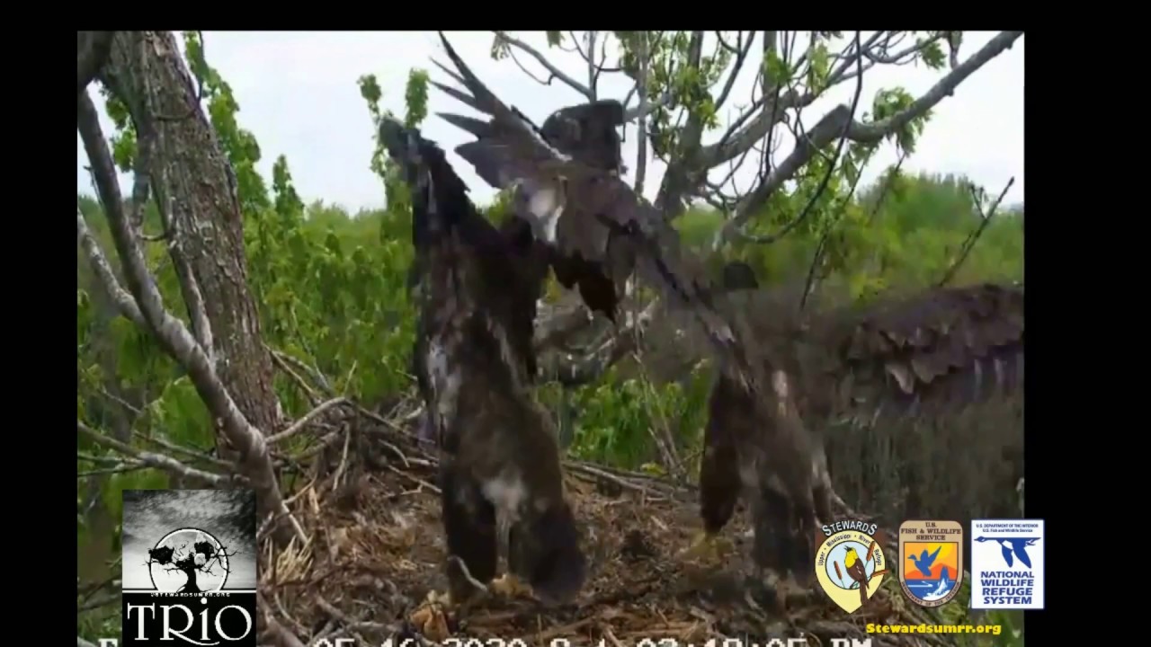 05-16-20 IL Trio eagles; eaglets wing together. - YouTube