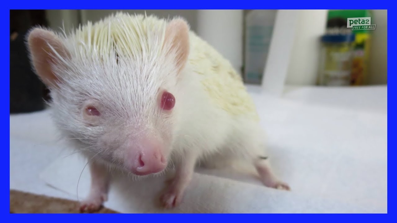 Video: Animals Bashed, Frozen Alive, Drowned, and Starved for Pet Trade ...