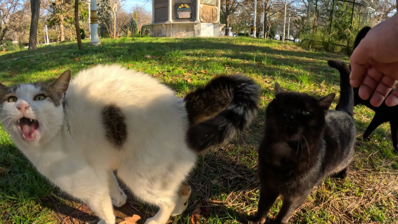 The loudest purring cat and the most talkative cat greet me in their ...