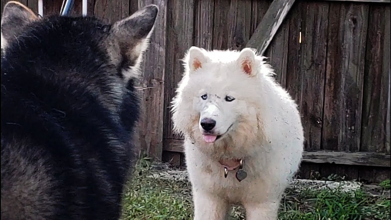 Siberian Husky VS Alaskan Malamute - YouTube