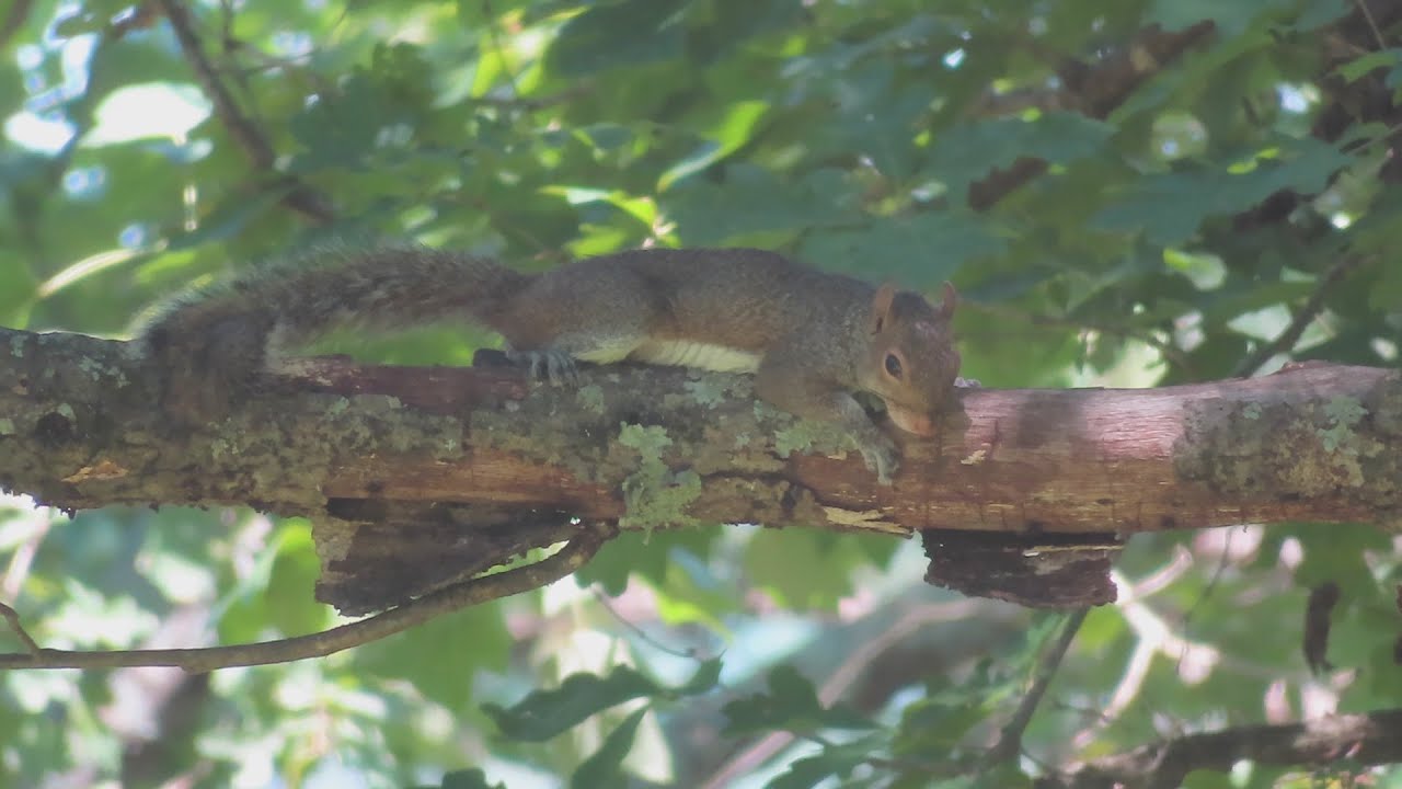 Cute Squirrel Taking It Easy During The Heat Wave - YouTube