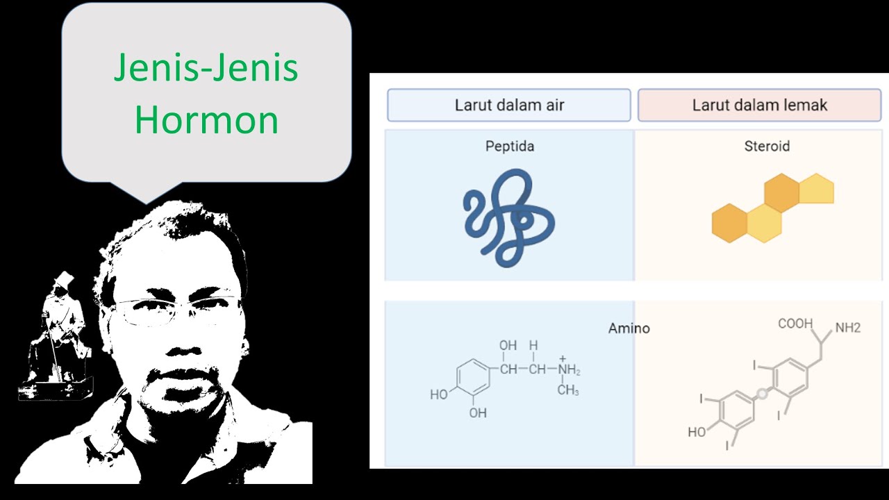 Jenis-jenis hormon - YouTube