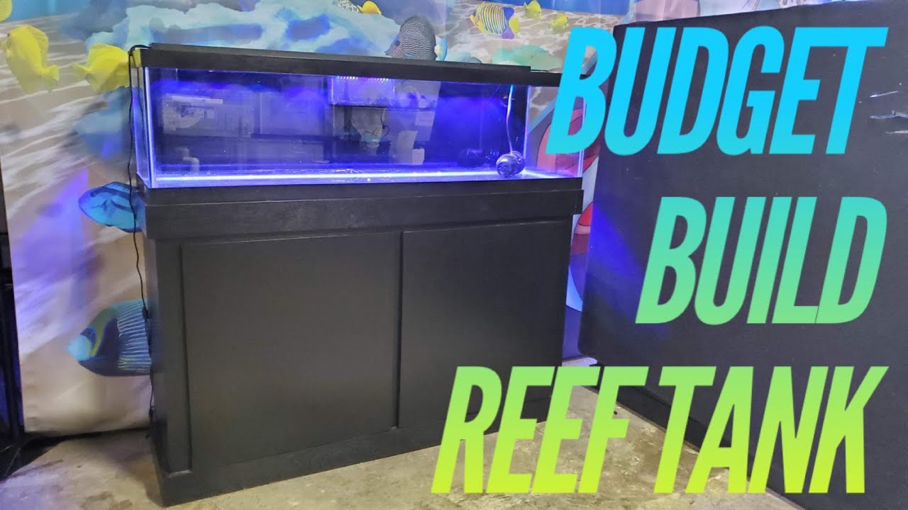 Building a BUDGET reef tank! - YouTube