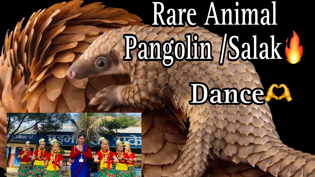Happy world Pangolin Day 20280 | choreography by Rina Grg | Salak Diwas ...