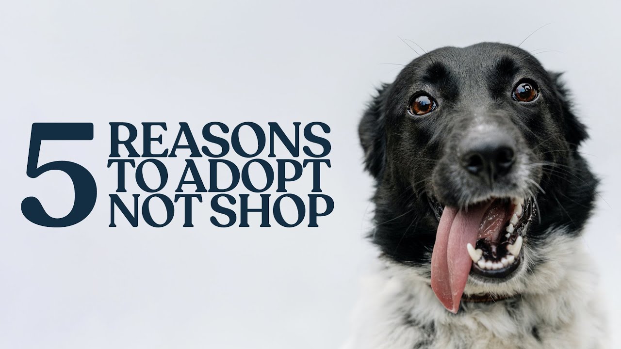 Why You Should Adopt A Dog Rather Than Buy