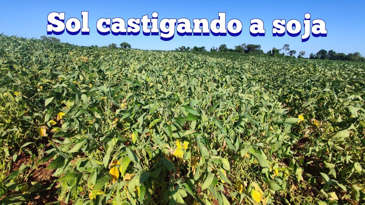 Soja Nidera 6299 sofrendo com calor do Paraná - YouTube