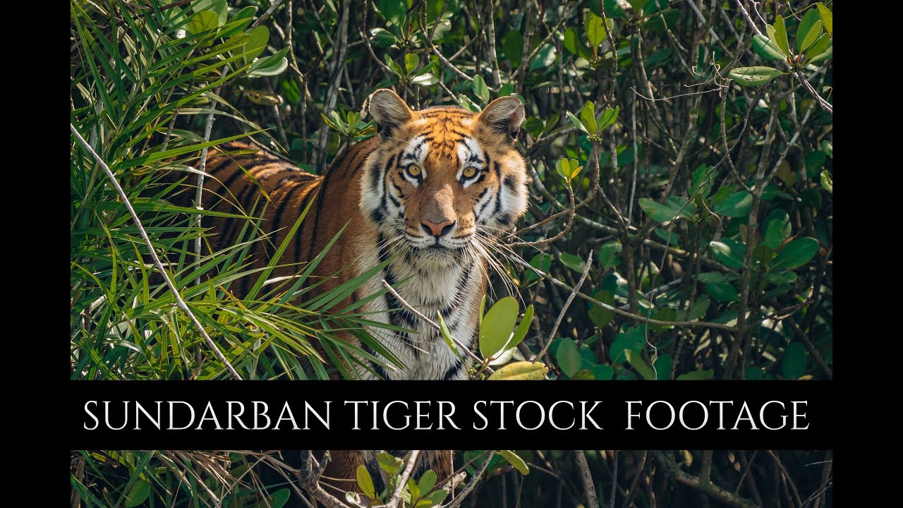 Sundarban Tiger Best sighting Footage | Rare Sundarban Tiger | Stock ...