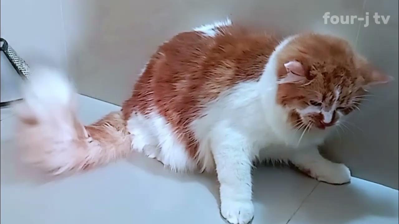 bathtime @FOUR-JCATS - YouTube