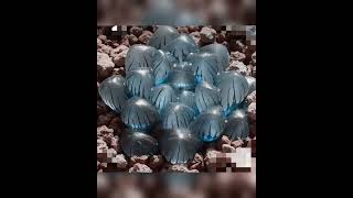 transparent succulent #amazing #nature #shorts