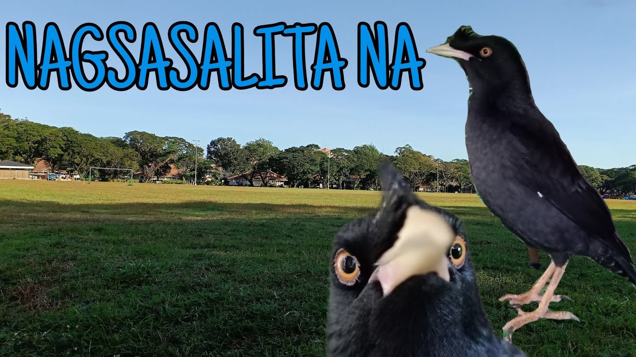 talking bird martinez after one year - YouTube