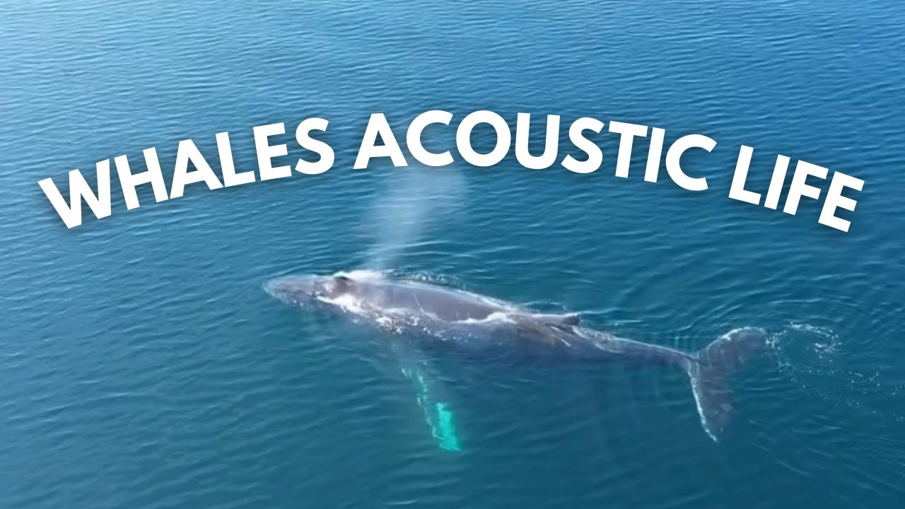 Whales Acoustic Life - YouTube