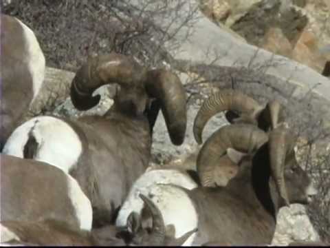 Sheep & Goat Hunting in Colorado - YouTube