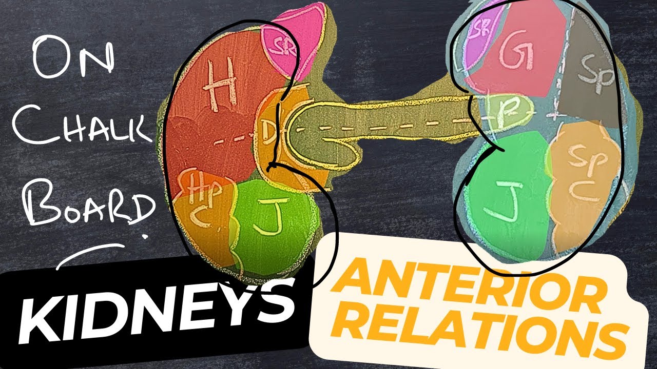 Kidney -Anterior Relations - YouTube
