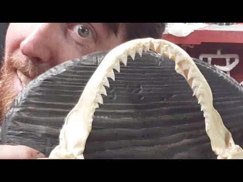 Sharkbait! Mounting 14 inch Mako shark jaws/ taxidermy| Cobwebs and ...