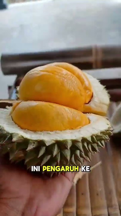 Cara meningkatkan aroma dan rasa buah durian langsung dari pohonnya - YouTube