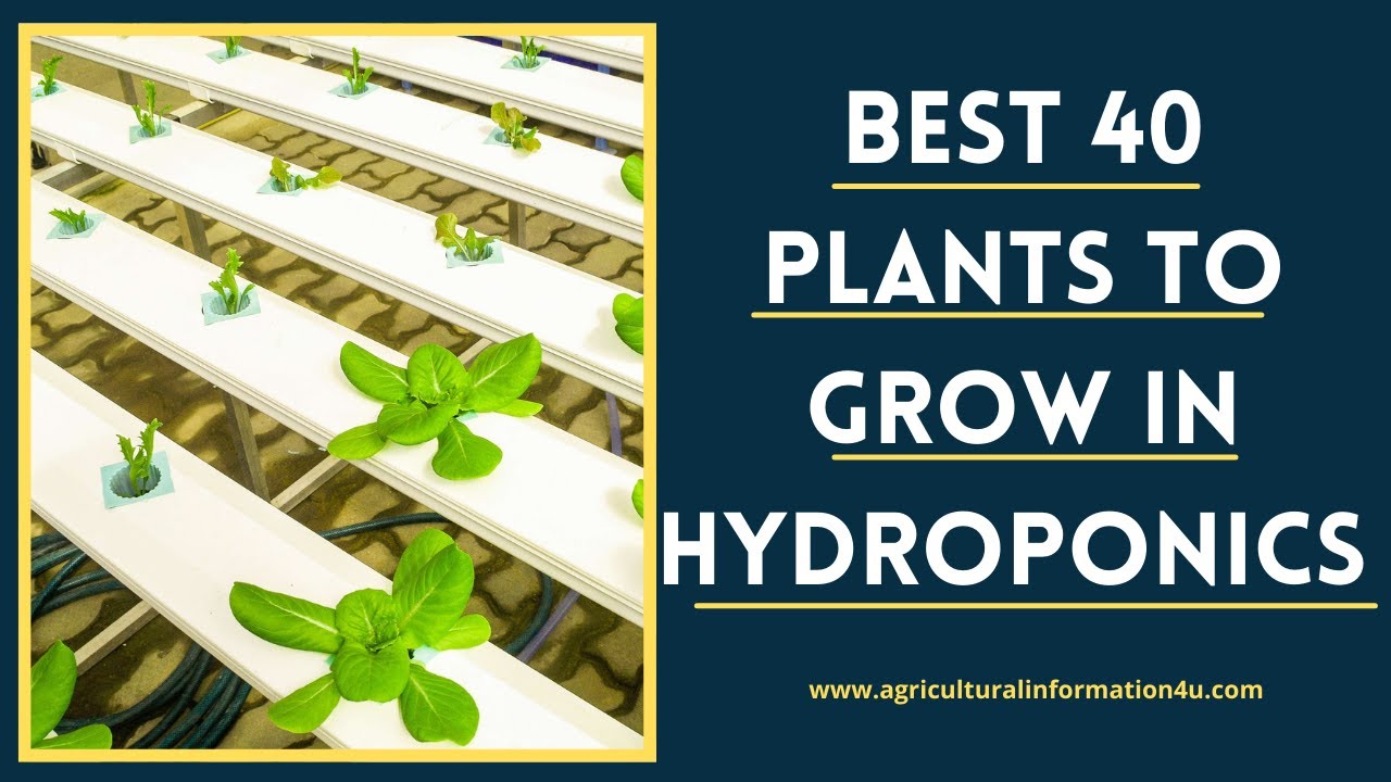 Hydroponics: Best 40 Plants to Grow with Hydroponics | Hydroponic ...