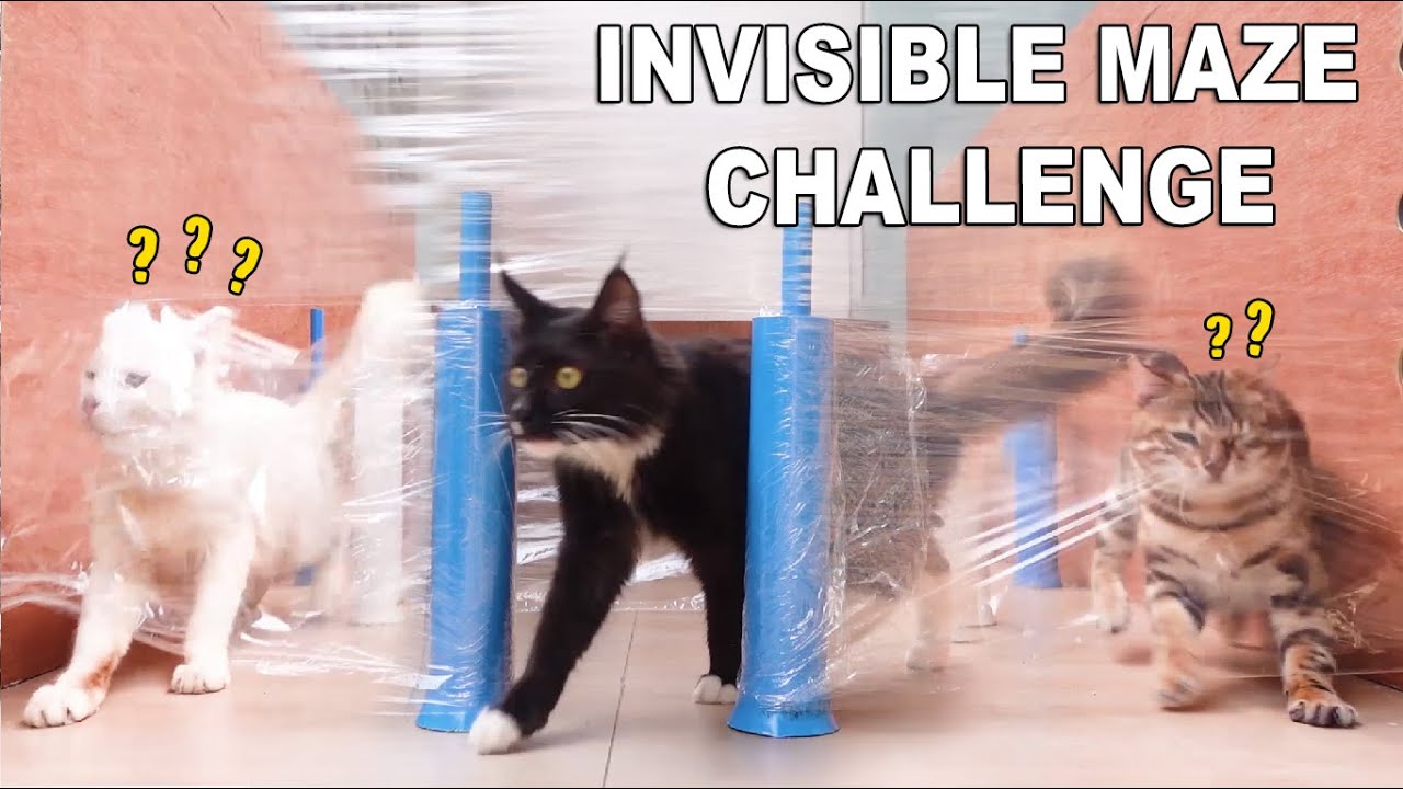 INVISIBLE MAZE CHALLENGE | NEVS CAT - YouTube