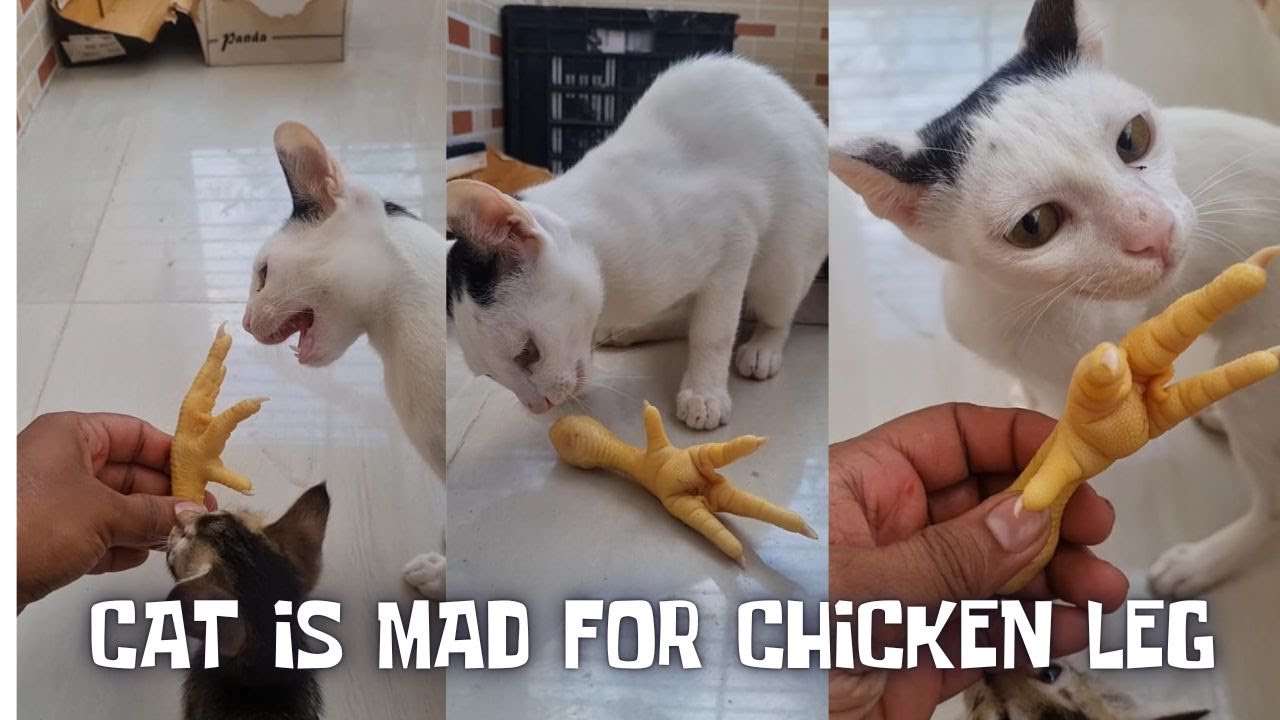 Cat's Reaction for Chicken Leg - YouTube