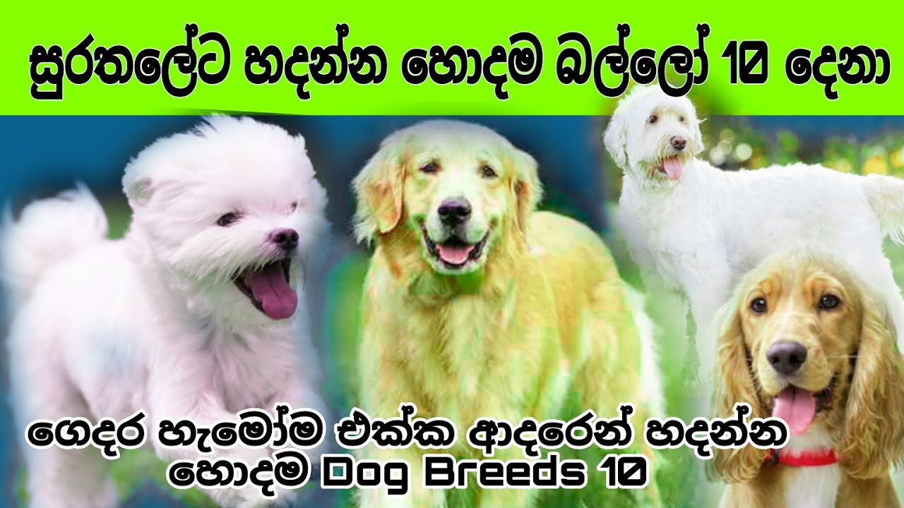 Top 10 Family Dog breeds in Sri Lanka | Dog Sinhala | Best Family Dog ...