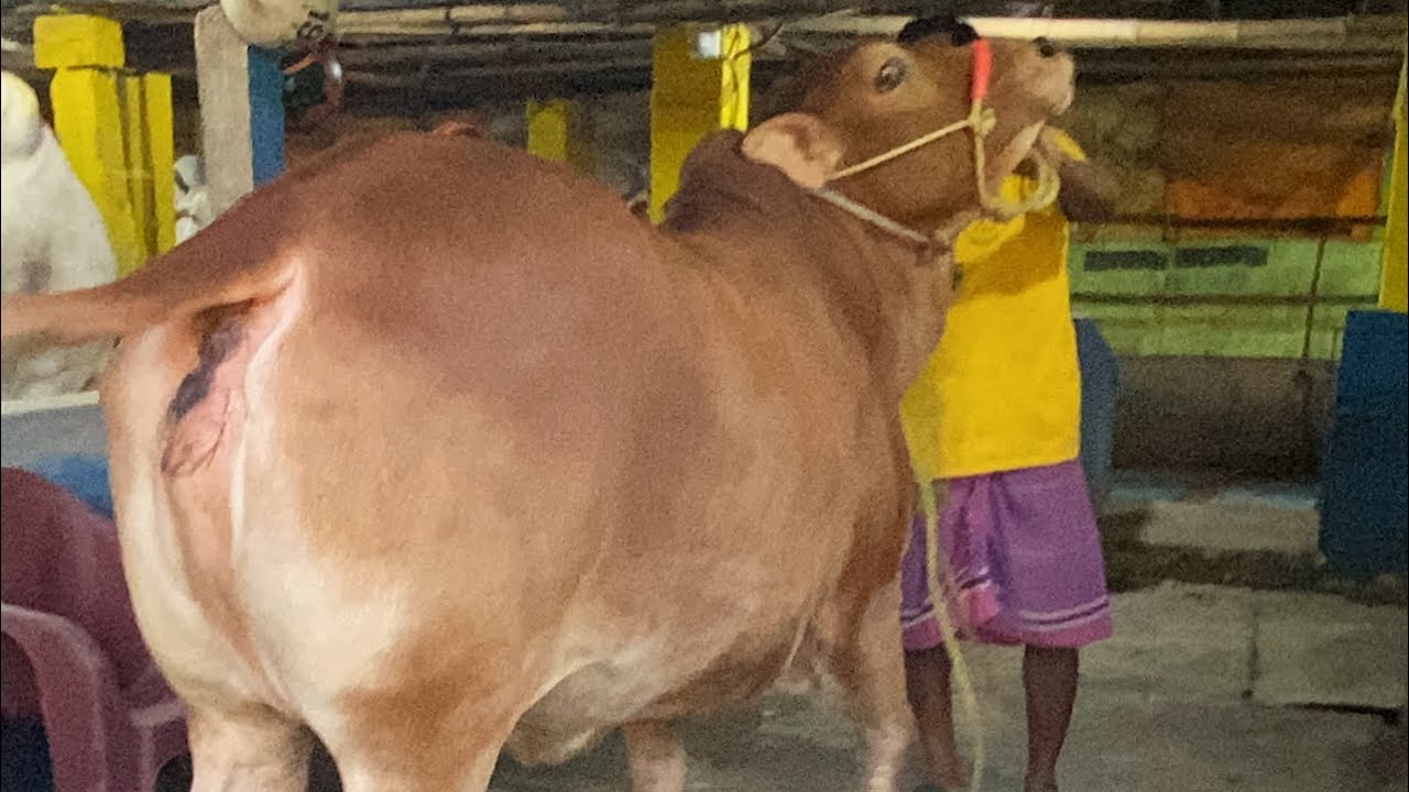 Angry mundi cow of Sadique Dairy Farm went out of control | Kolkata Cow ...