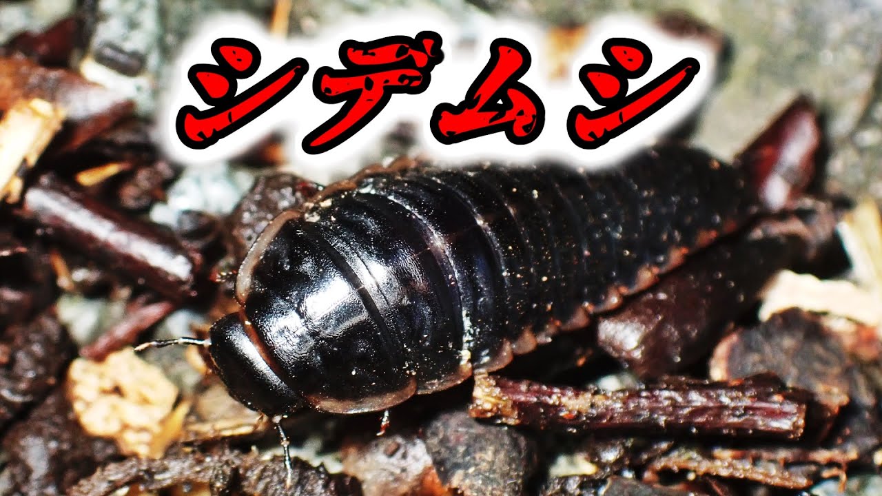 シデムシの一種の幼虫？ Silphidae larvae （carrion beetles、埋葬虫） - YouTube