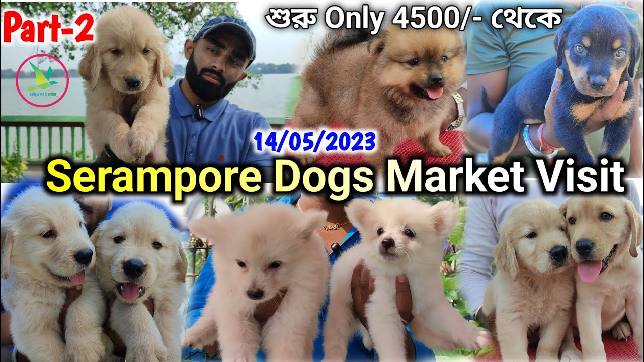 Serampore Dogs Market Visit||Cute Puppies Price Update||KUILA For EVER ...