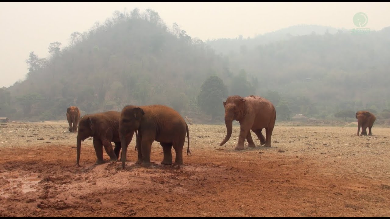 Baby Elephant Calling Her Family To Enjoy Mud Pit - ElephantNews - YouTube