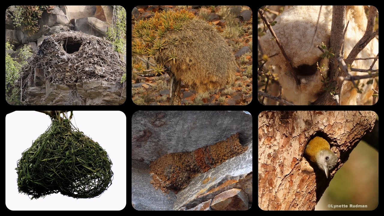6 remarkable birds' nest designs - YouTube