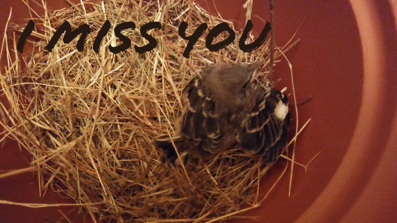 REMEMBERING PETER THE TWEETER THE MOCKINGBIRD BABY - YouTube